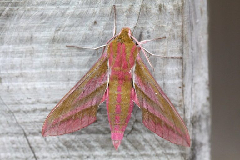 The NHBS Guide to Common UK Moth Identification – Hoopoe – A blog by nhbs