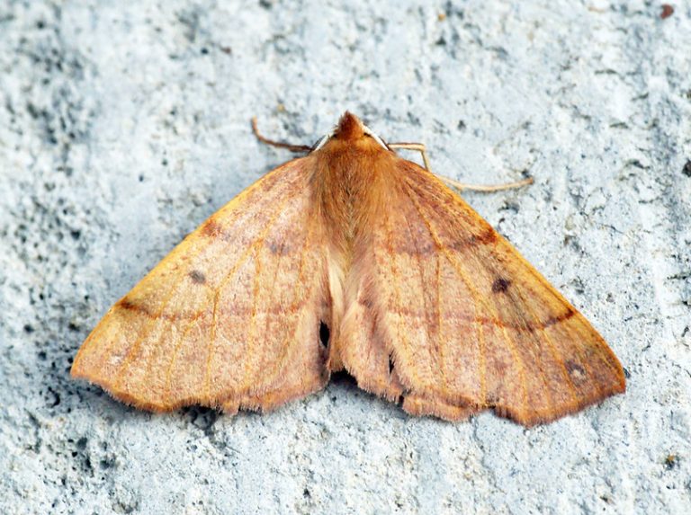 The NHBS Guide to Common UK Moth Identification – Hoopoe – A blog by nhbs