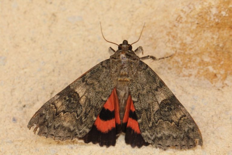 The NHBS Guide to Common UK Moth Identification – Hoopoe – A blog by nhbs