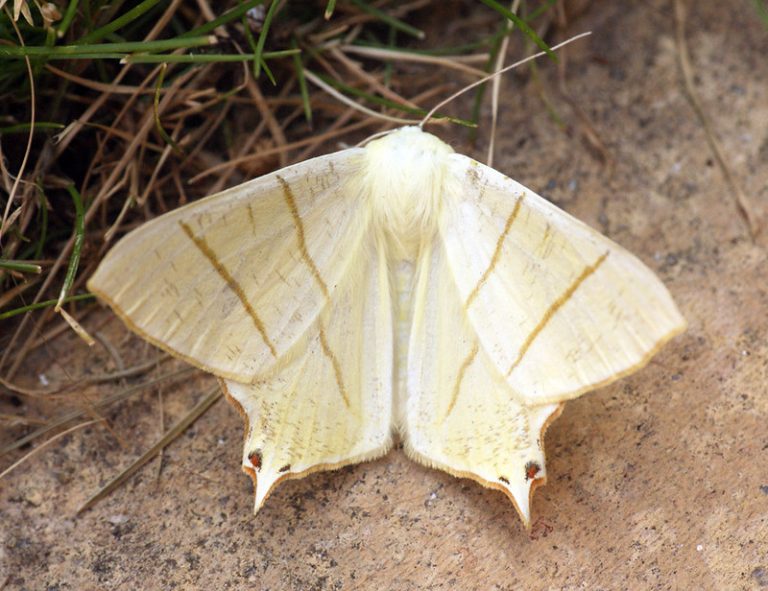 The NHBS Guide to Common UK Moth Identification – Hoopoe – A blog by nhbs