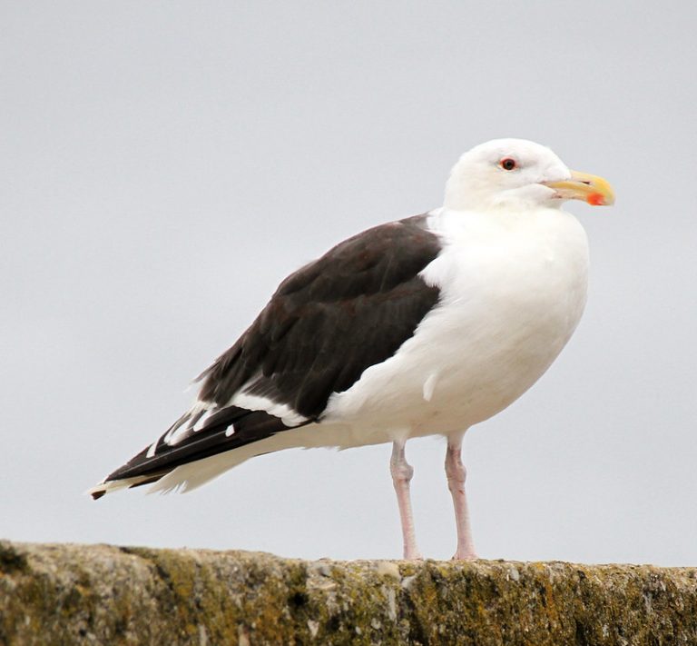 The NHBS Guide to UK Coastal Bird Identification