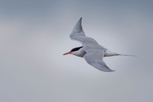 The NHBS Guide to UK Coastal Bird Identification