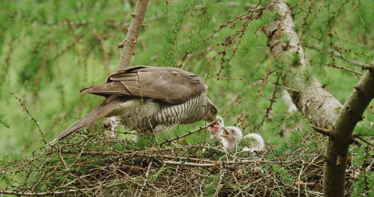 Author Interview with James Aldred: Goshawk Summer