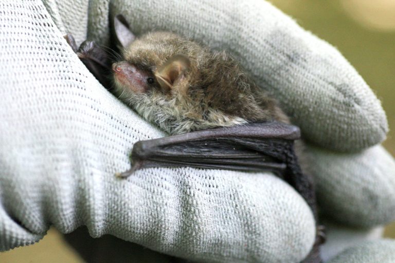 The NHBS Guide to UK Bat Identification – Hoopoe – A blog by nhbs