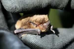 The NHBS Guide to UK Bat Identification