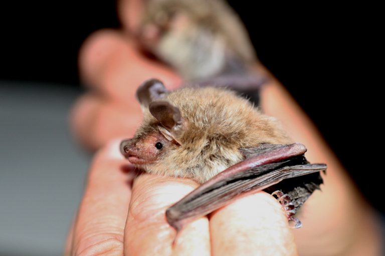 The NHBS Guide to UK Bat Identification