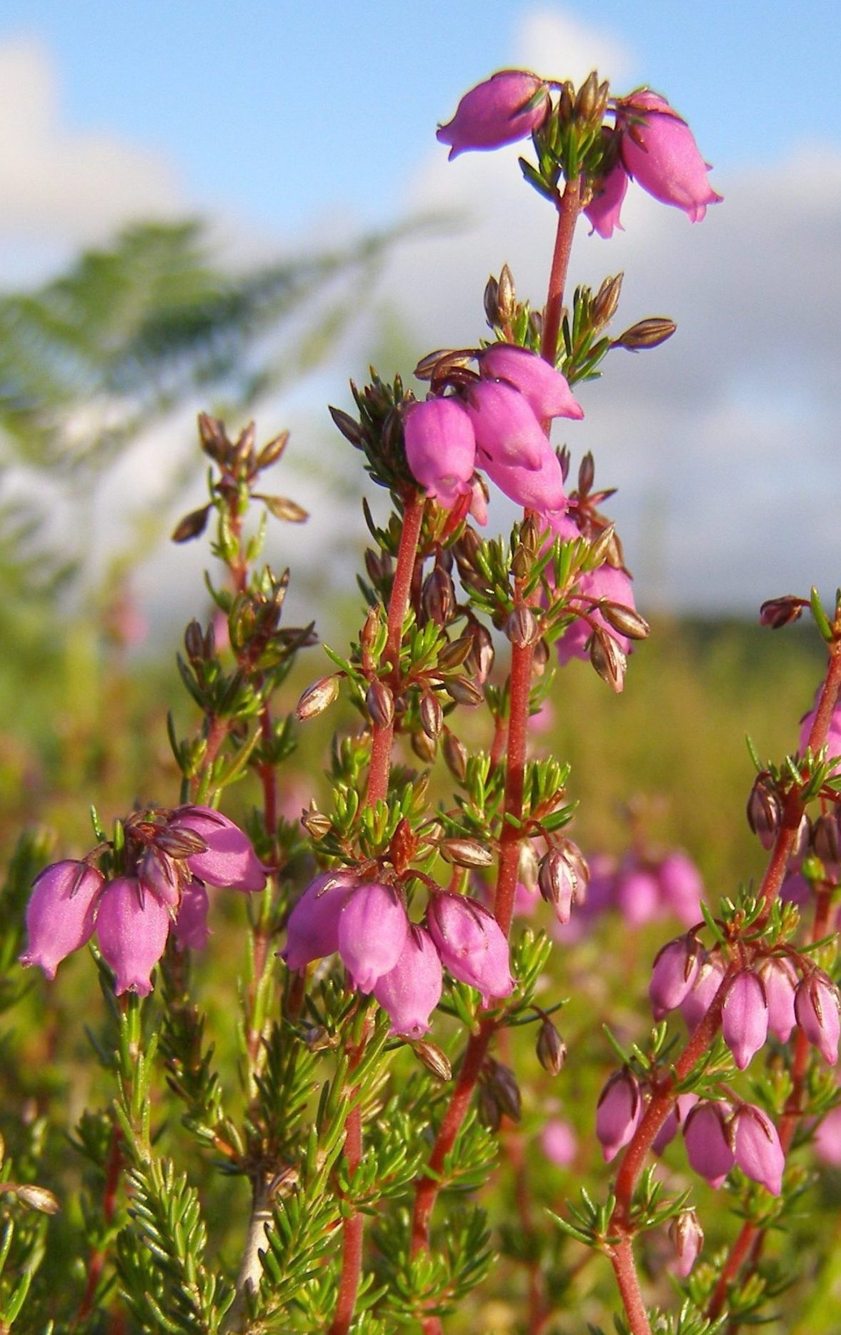The NHBS Introduction to Habitats: Heathland and Moorland – Hoopoe – A ...