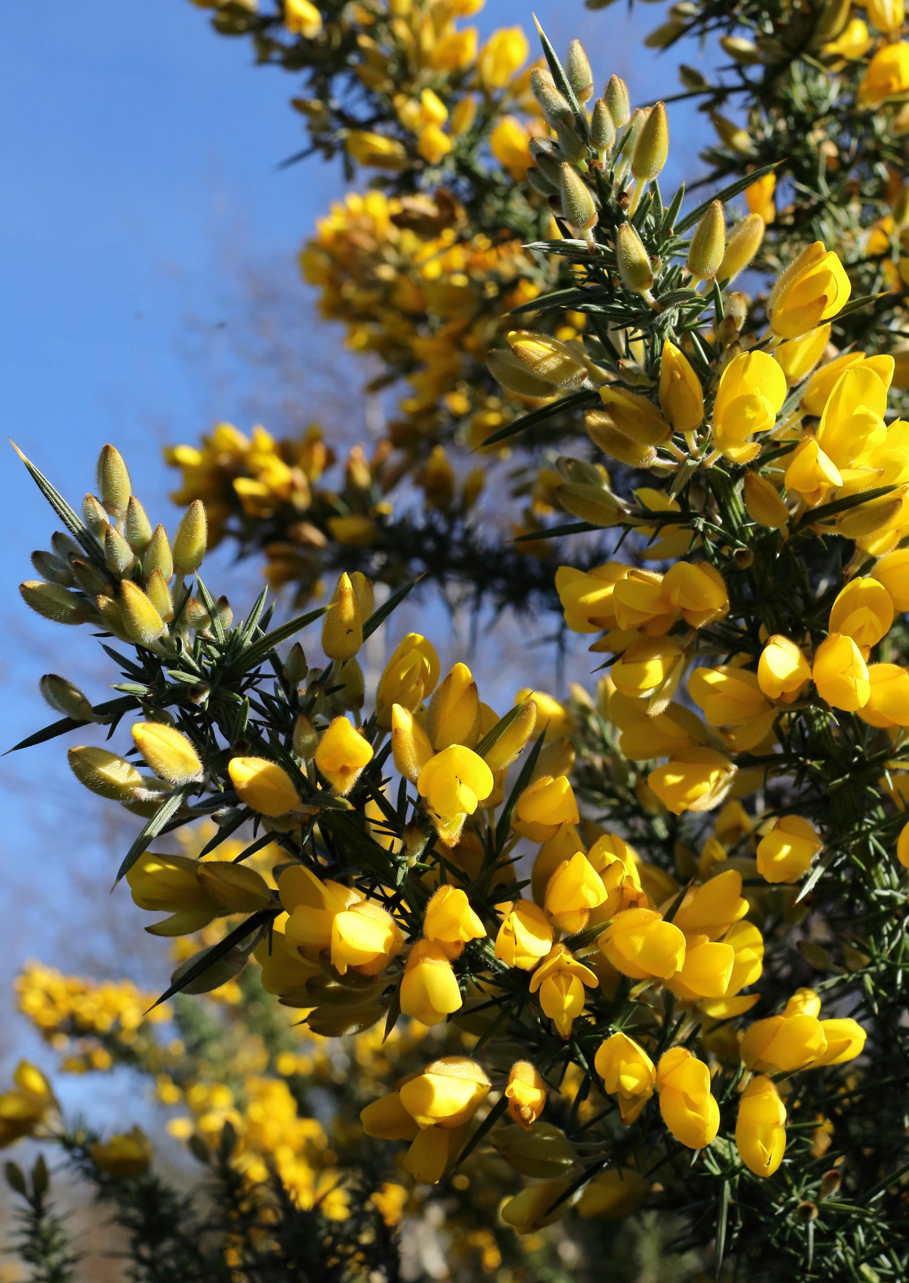 The NHBS Introduction to Habitats: Heathland and Moorland