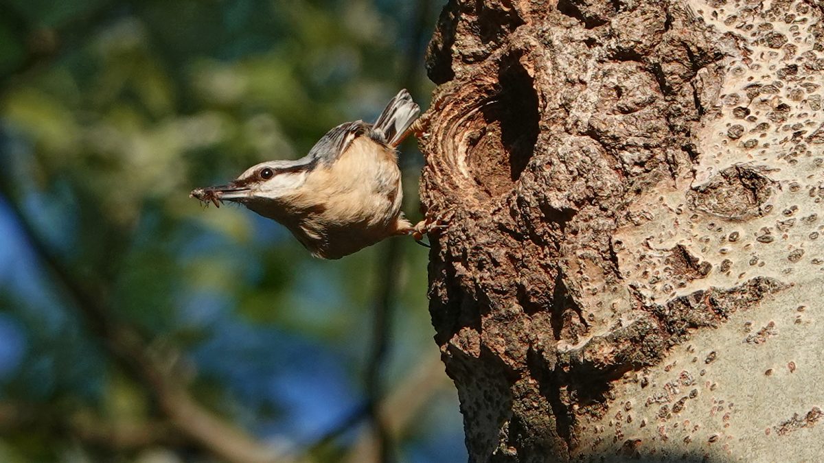 The NHBS Guide to UK Bird Nest Identification – Hoopoe – A blog by nhbs