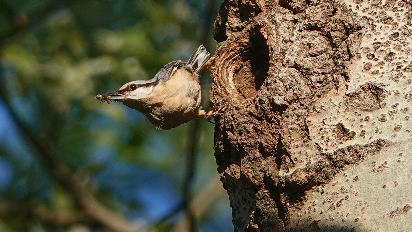 The NHBS Guide to UK Bird Nest Identification – Hoopoe – A blog by nhbs