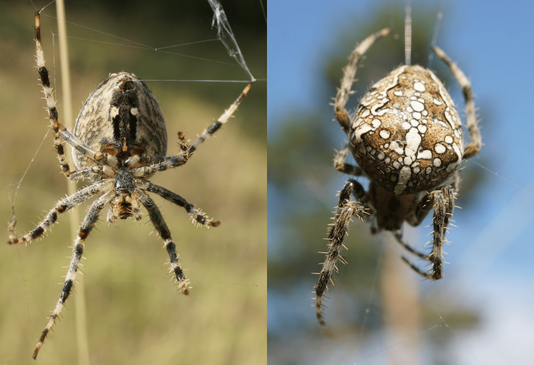 The NHBS Guide to UK Spider Identification