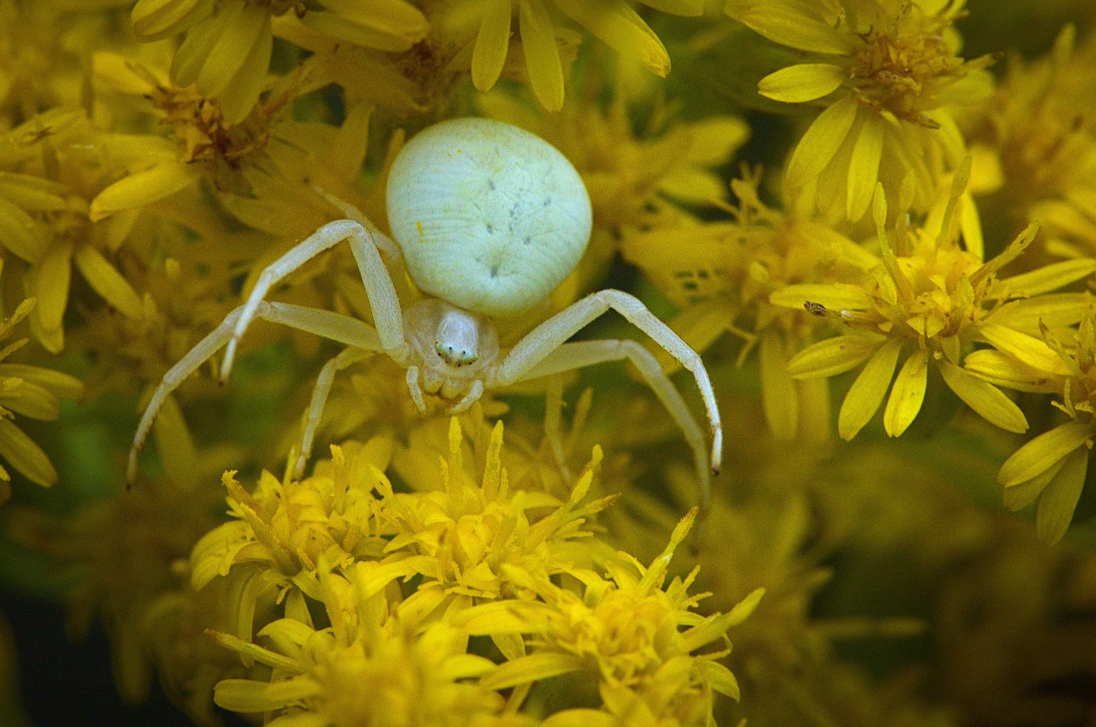 The NHBS Guide to UK Spider Identification – Hoopoe – A blog by nhbs