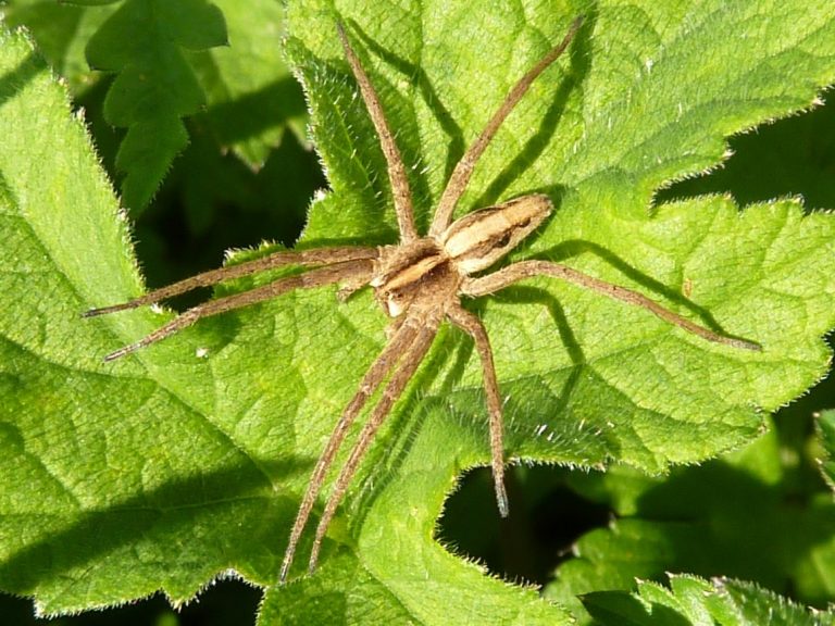 The NHBS Guide to UK Spider Identification