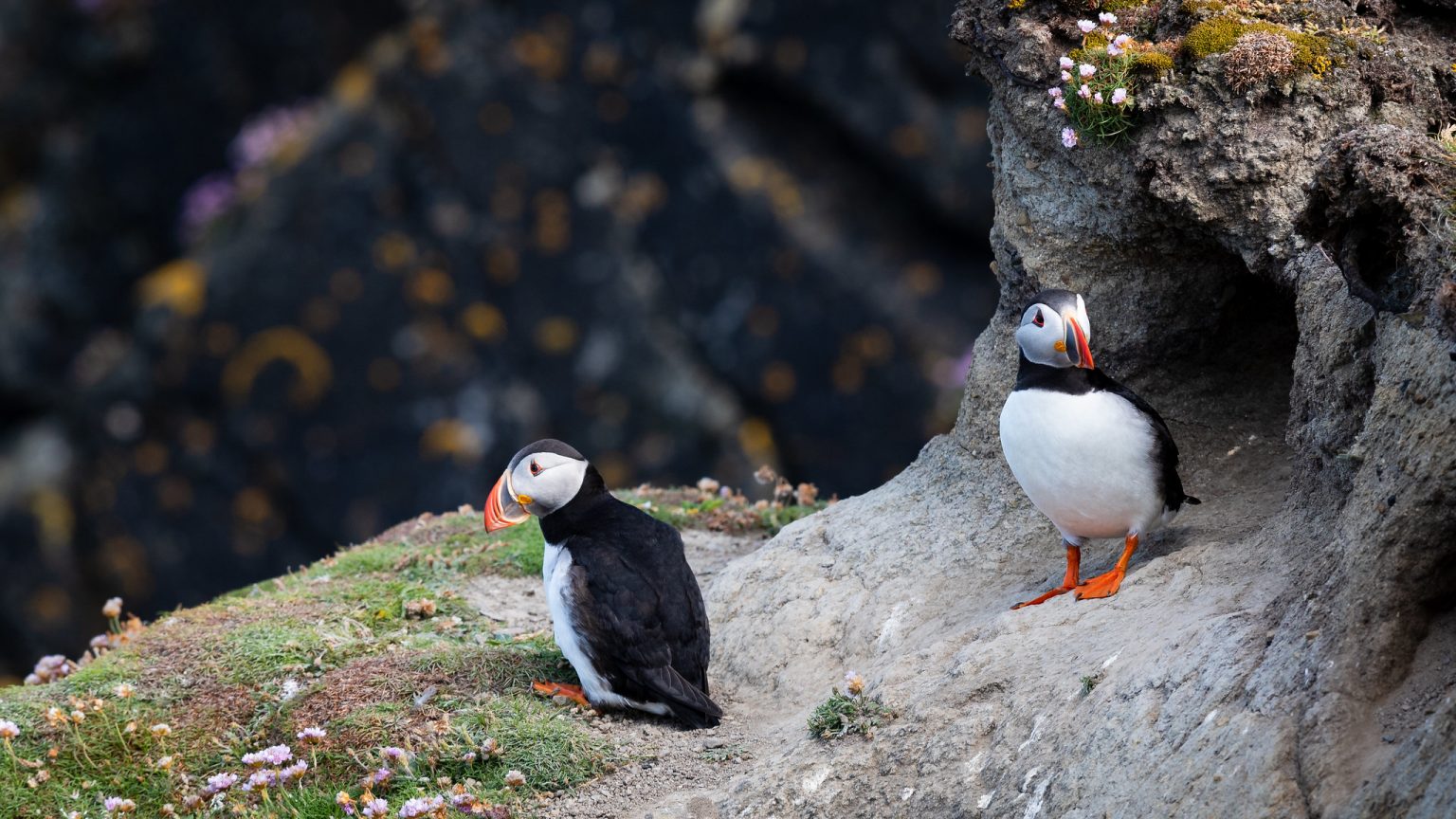 The NHBS Guide to UK Bird Nest Identification