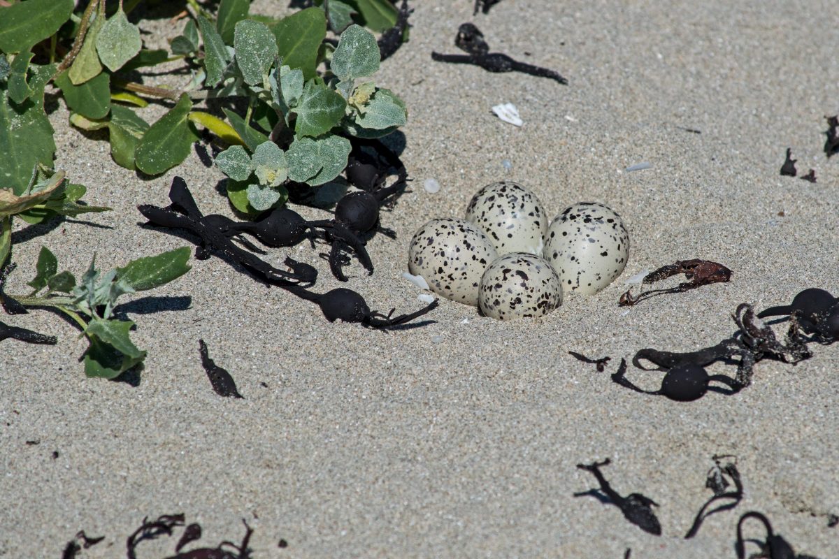 The NHBS Guide to UK Bird Nest Identification – Hoopoe – A blog by nhbs