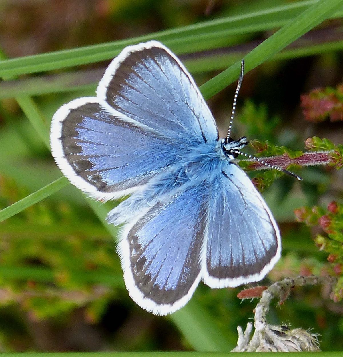 The NHBS Introduction to Habitats: Heathland and Moorland