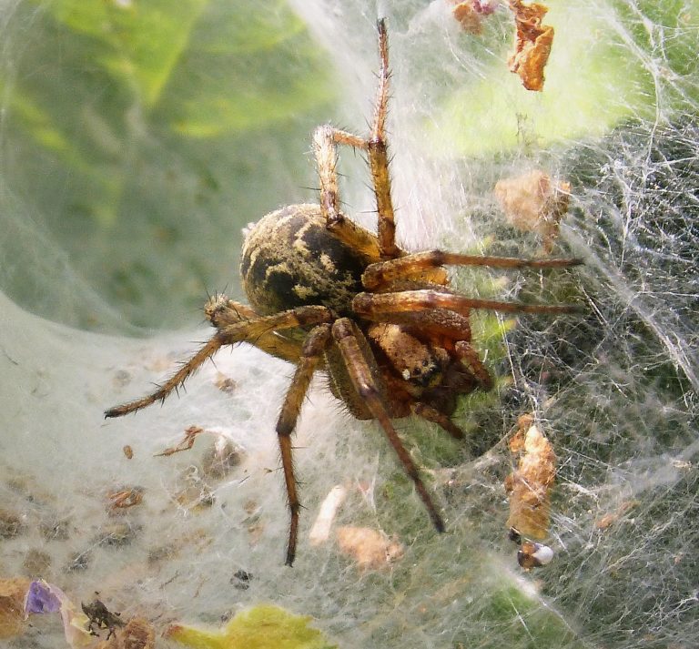 The NHBS Guide to UK Spider Identification
