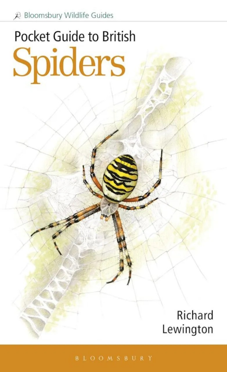 The NHBS Guide to UK Spider Identification – Hoopoe – A blog by nhbs