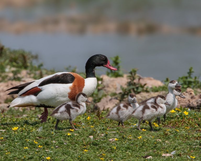 The NHBS Guide to UK Duck Identification – Hoopoe – A blog by nhbs