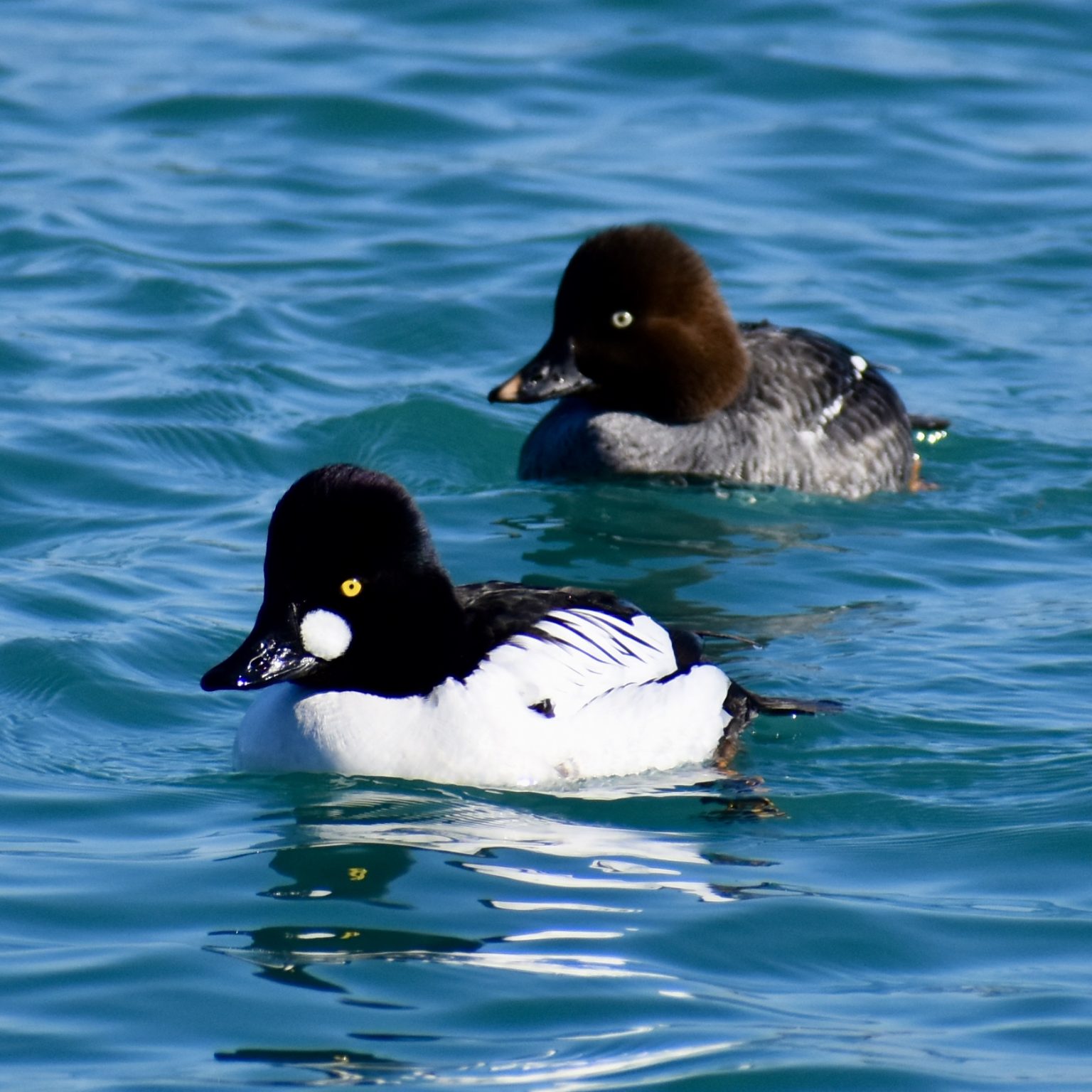 The NHBS Guide to UK Duck Identification