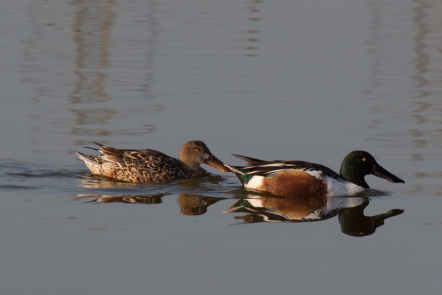 The NHBS Guide to UK Duck Identification