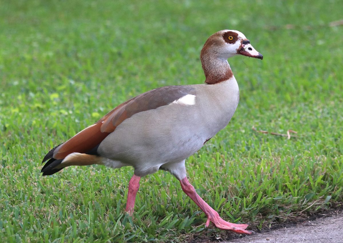 The NHBS Guide to UK Goose Identification – Hoopoe – A blog by nhbs