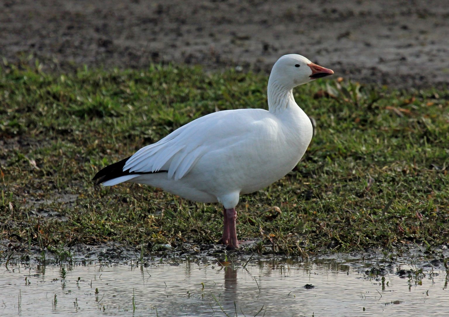 The NHBS Guide to UK Goose Identification