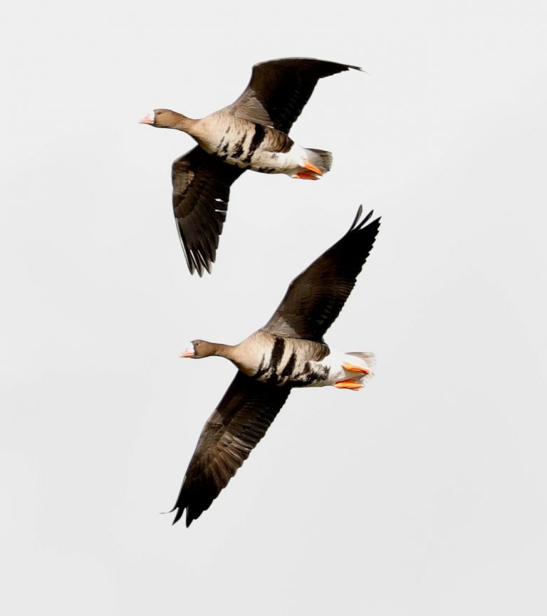 The NHBS Guide to UK Goose Identification