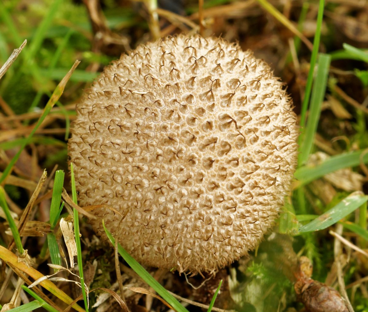 The NHBS Guide to UK Puffball Identification