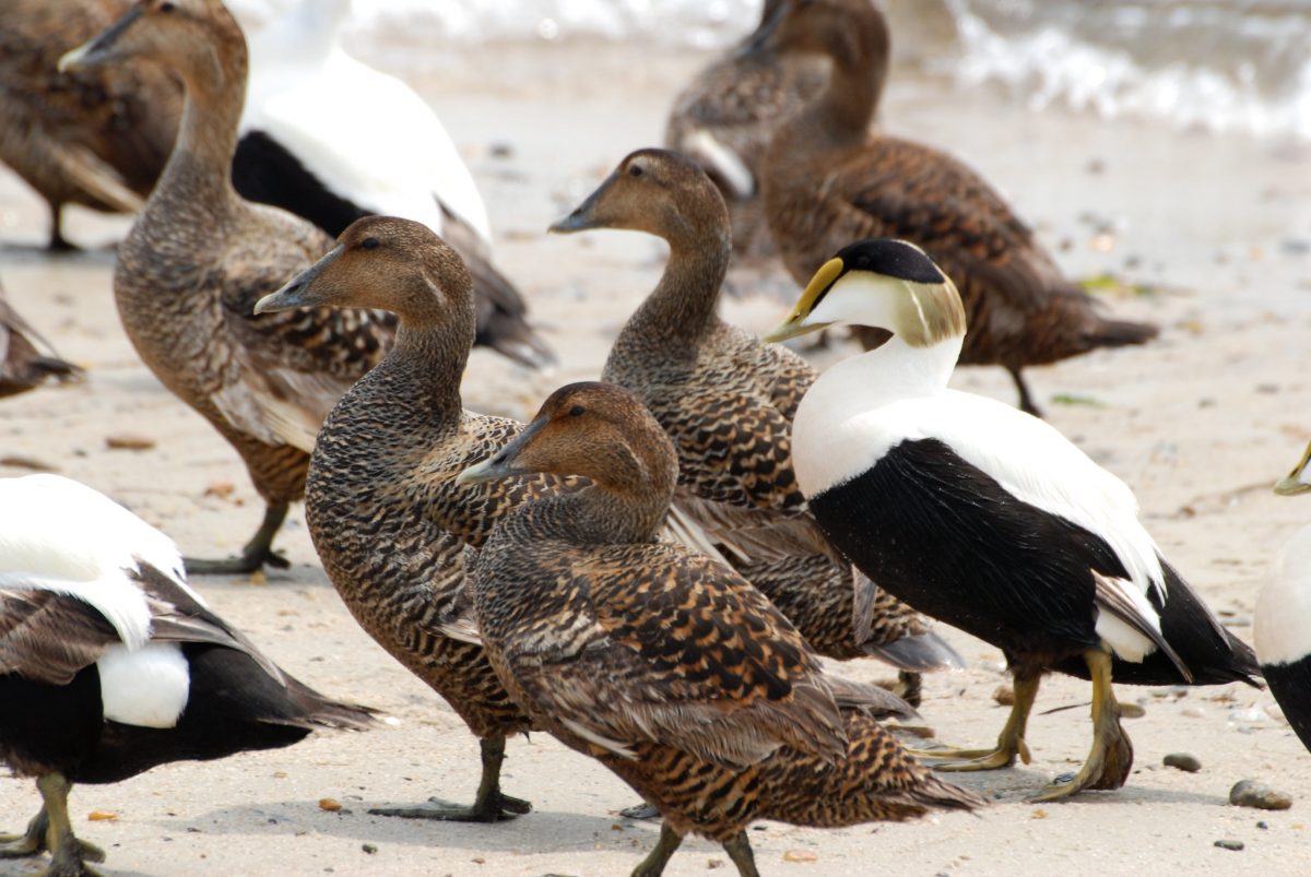 The NHBS Guide to UK Duck Identification The NHBS Guide to UK Duck Identification