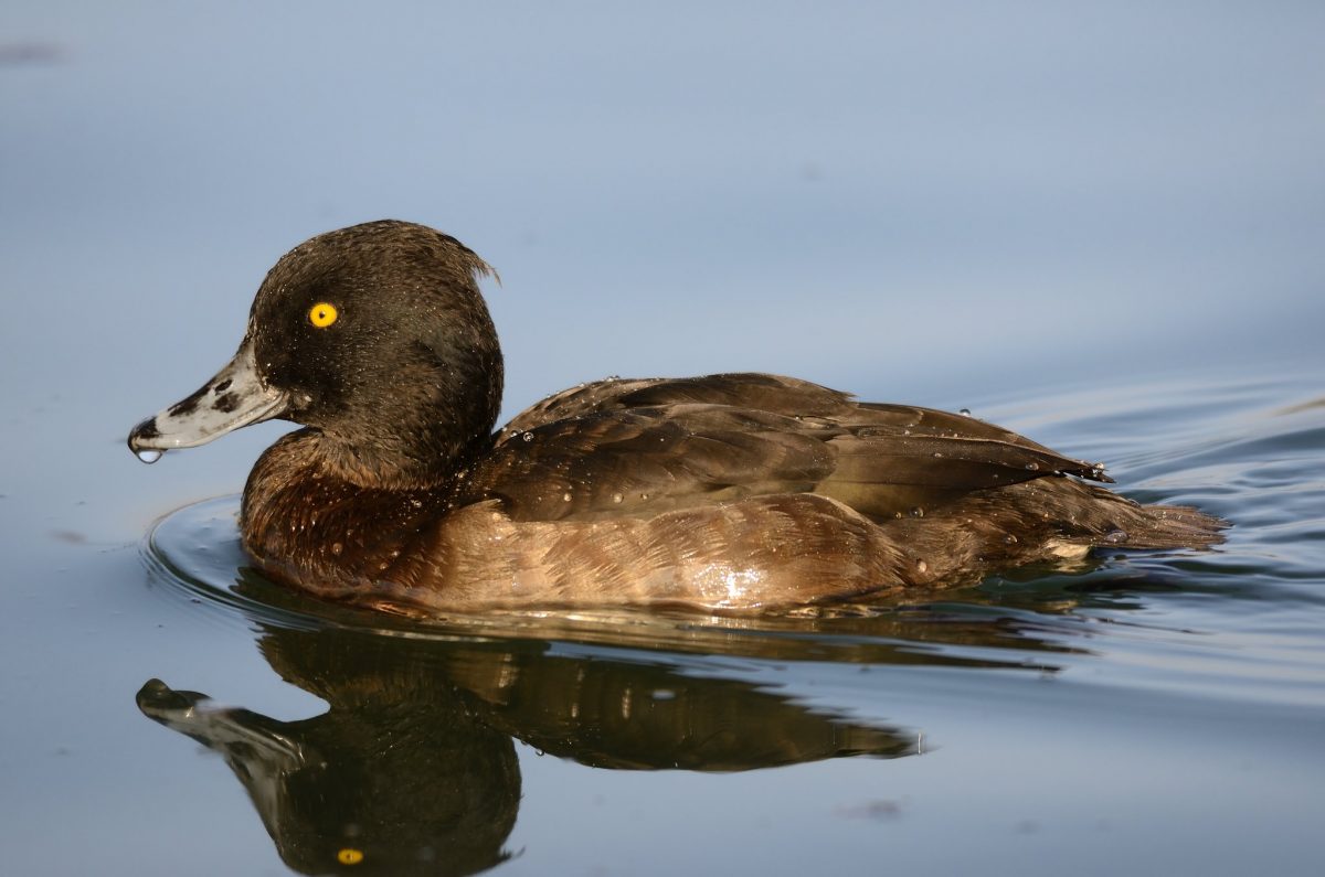 The NHBS Guide to UK Duck Identification