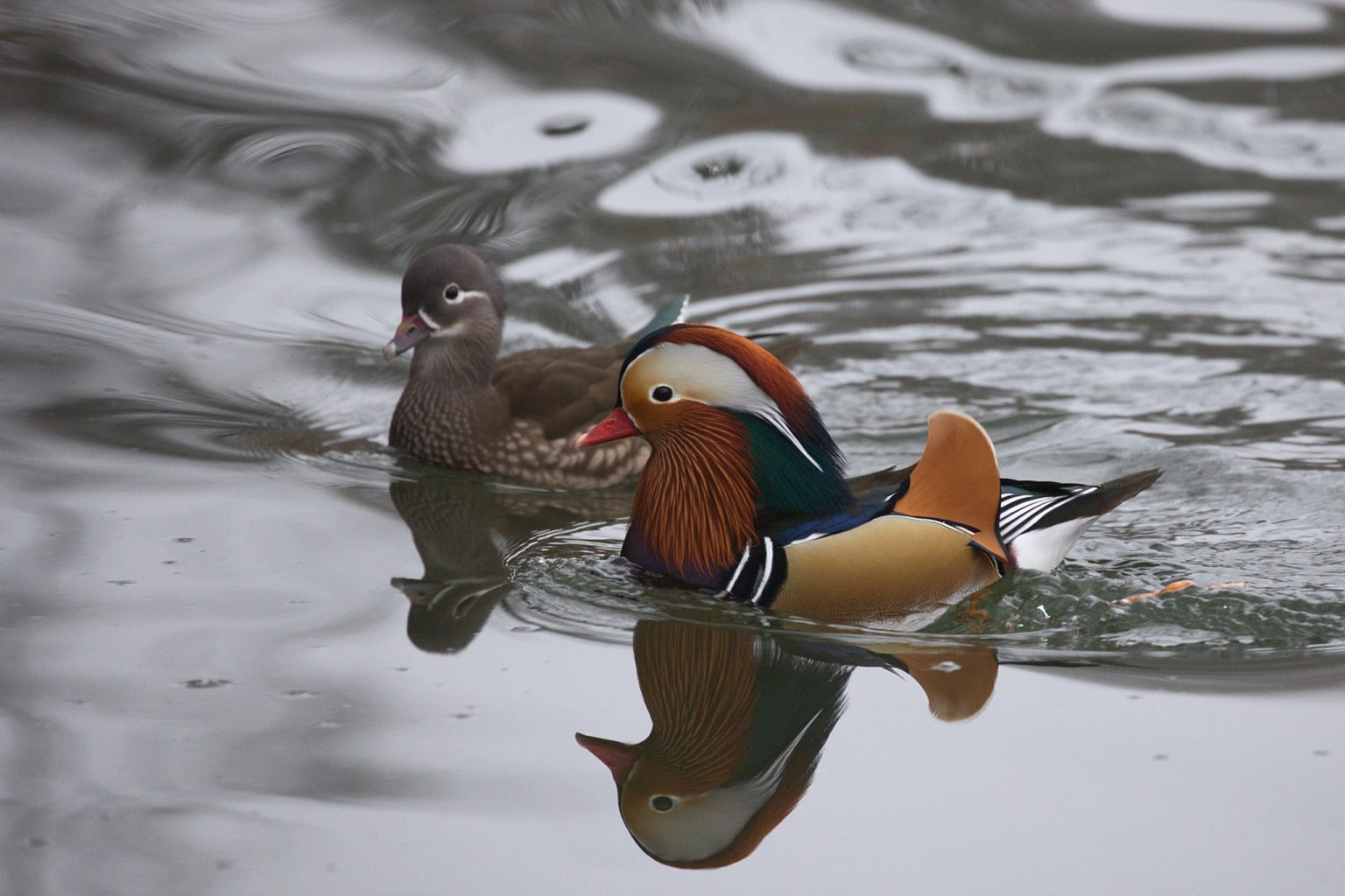 The NHBS Guide to UK Duck Identification
