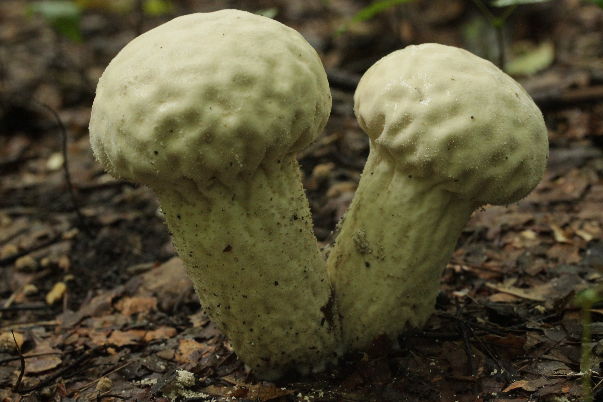 The NHBS Guide to UK Puffball Identification