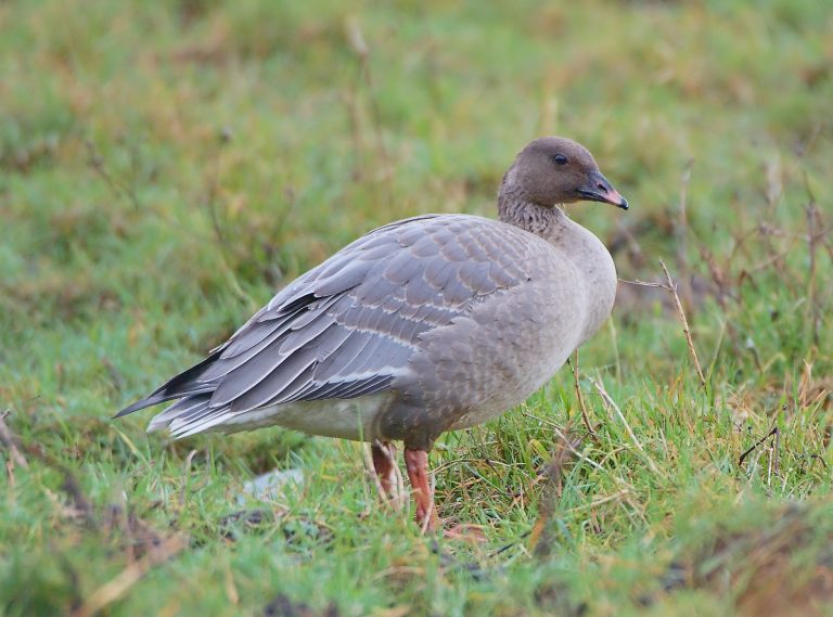 The NHBS Guide to UK Goose Identification