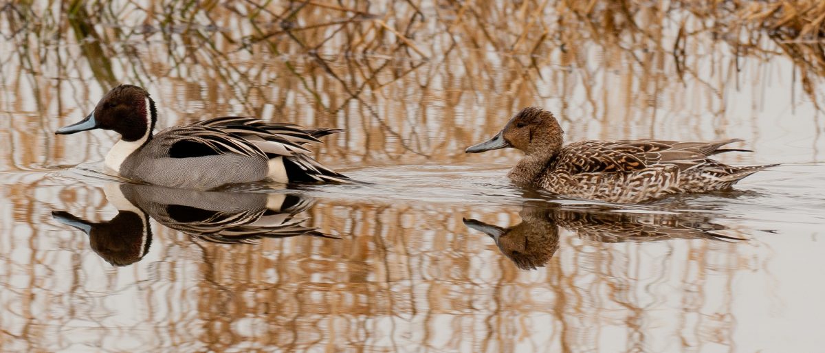 The NHBS Guide to UK Duck Identification