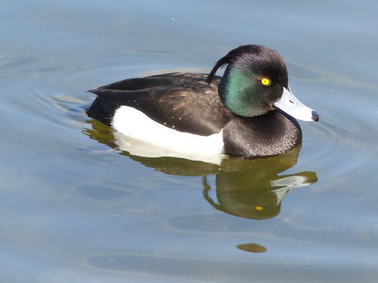 The NHBS Guide to UK Duck Identification