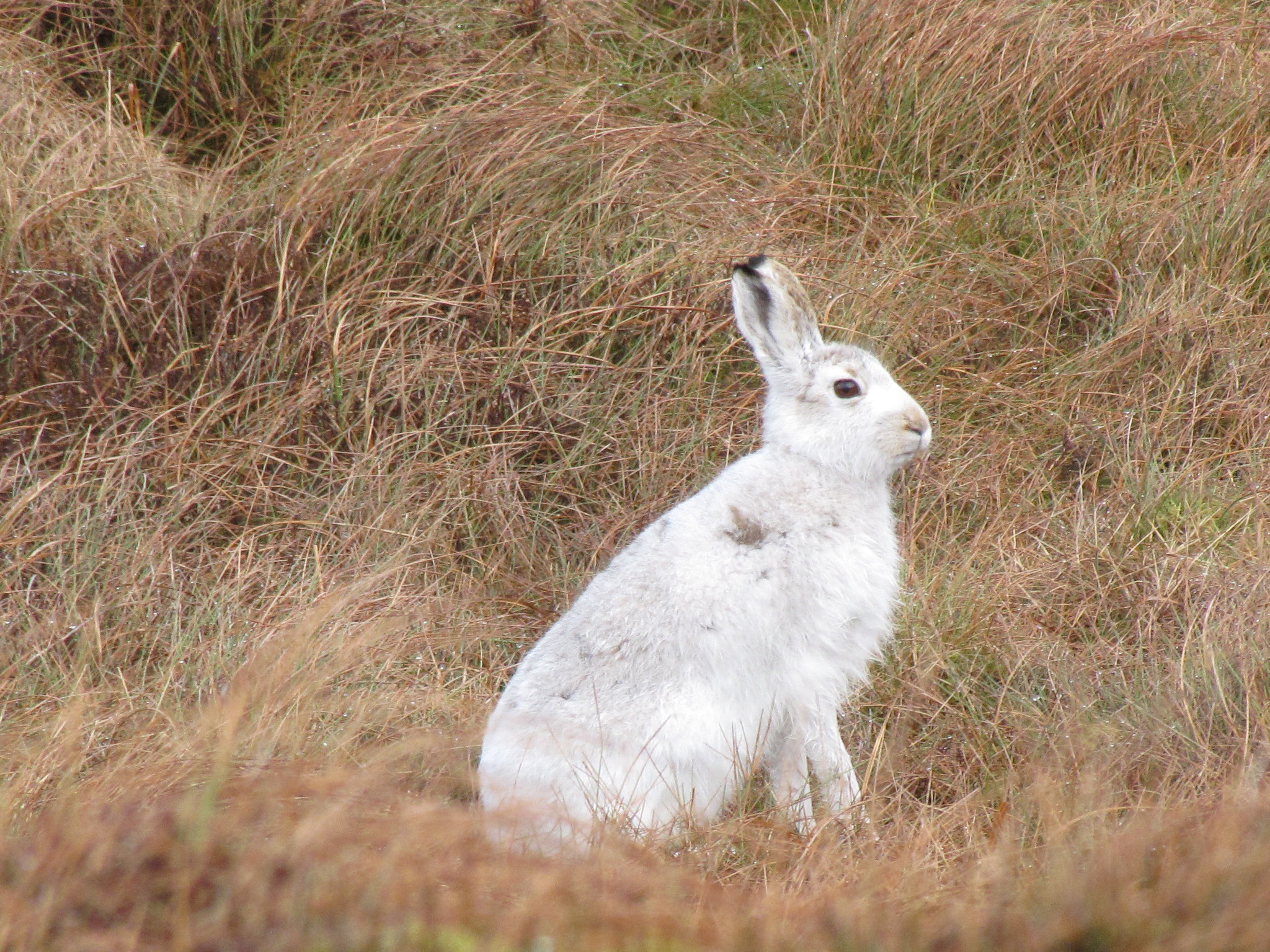 The NHBS Guide to UK Rabbit and Hare Identification