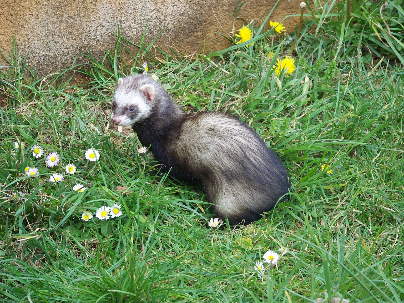 The NHBS Guide to UK Mustelid Identification