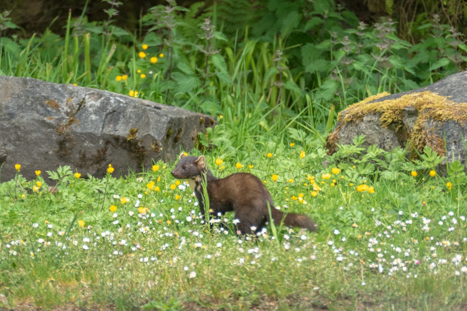 The NHBS Guide to UK Mustelid Identification