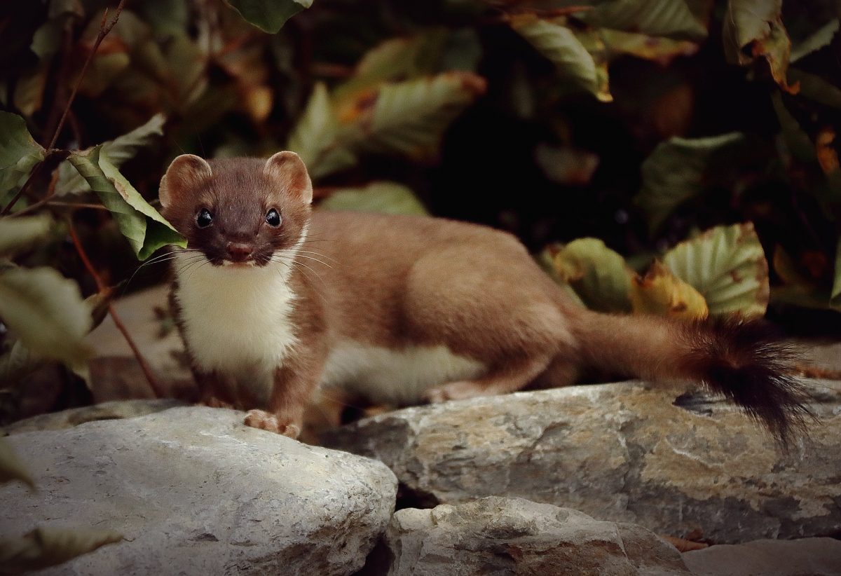 The NHBS Guide to UK Mustelid Identification
