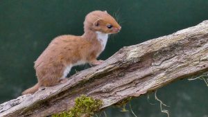 The NHBS Guide to UK Mustelid Identification