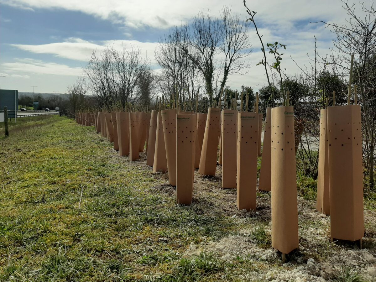 Cardboard tree guards: a suitable and sustainable alternative to ...