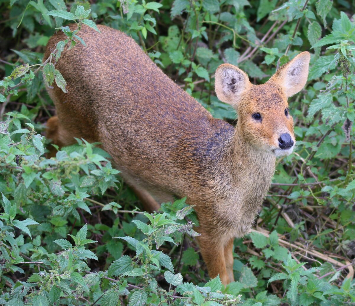The NHBS Guide to UK Deer Identification – Hoopoe – A blog by nhbs