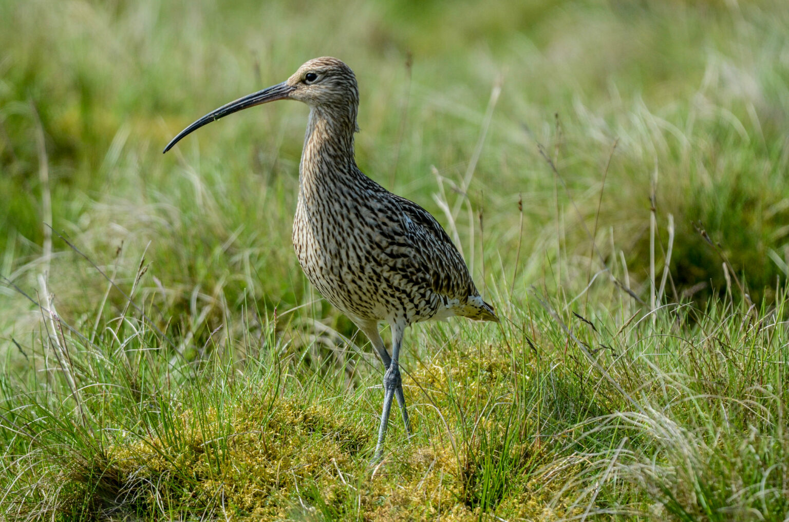 The NHBS Guide to UK Wader Identification – Hoopoe – A blog by nhbs