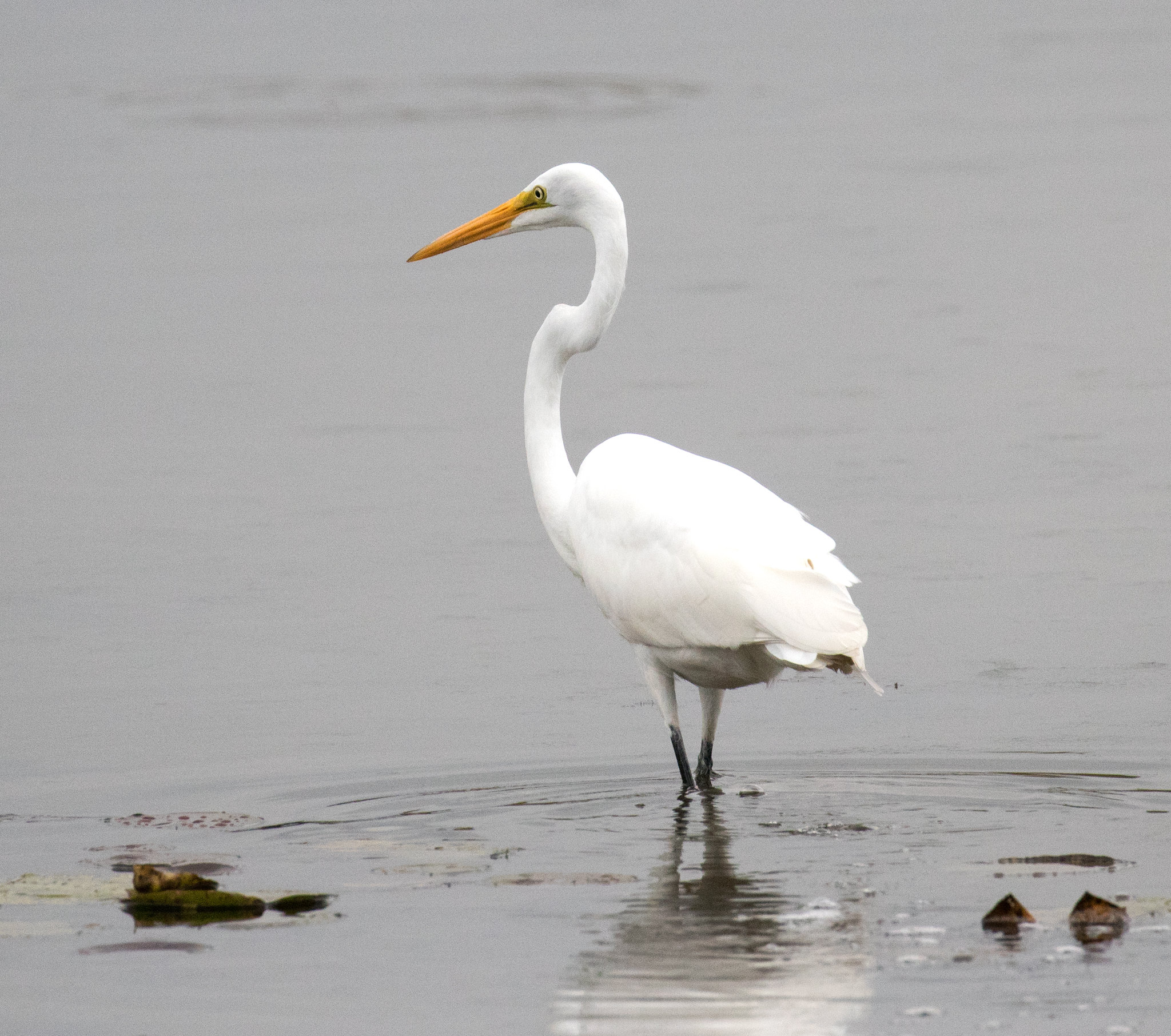 The NHBS Guide to UK Heron, Egret and Bittern Identification – Hoopoe ...