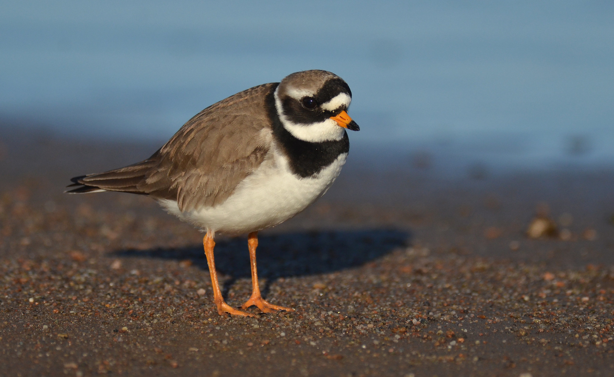 The NHBS Guide to UK Wader Identification – Hoopoe – A blog by nhbs