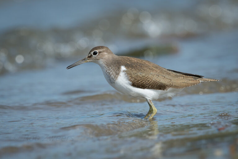The NHBS Guide to UK Wader Identification
