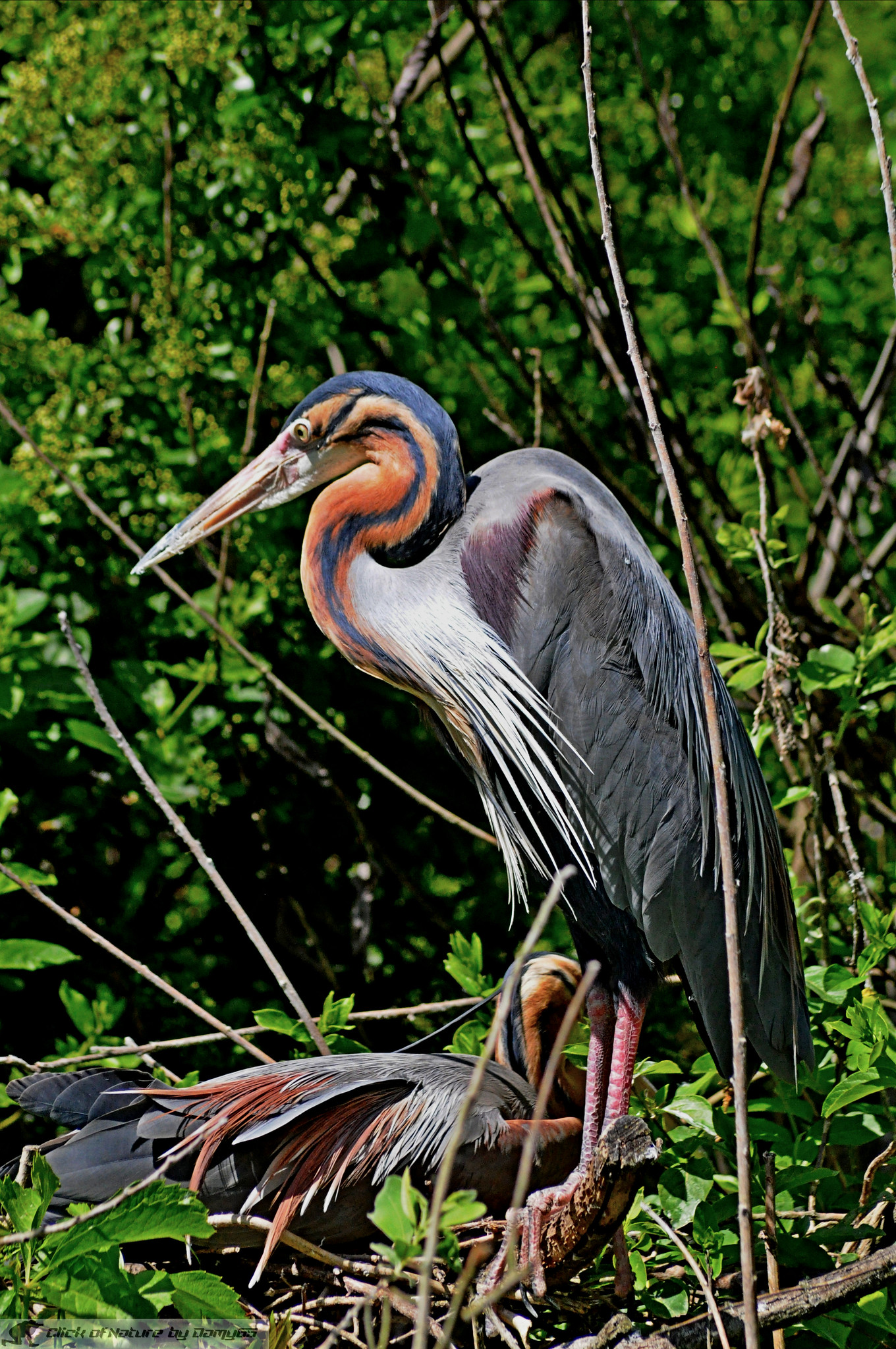 The NHBS Guide to UK Heron, Egret and Bittern Identification – Hoopoe ...