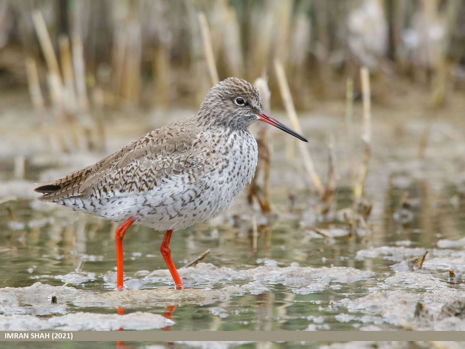 The NHBS Guide to UK Wader Identification