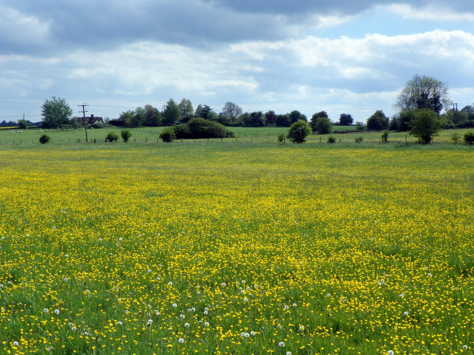 The NHBS Introduction to Habitats: Grassland